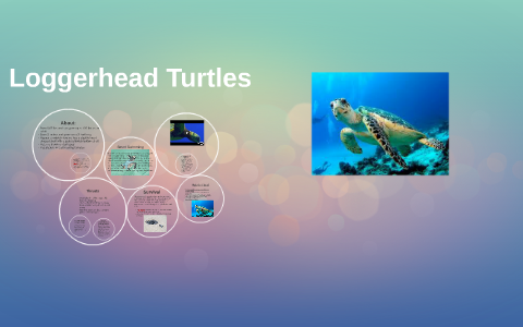 Loggerhead Turtles by on Prezi
