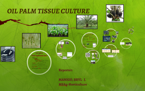 OIL PALM TISSUE CULTURE by Bryl Manigo on Prezi