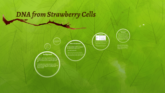 DNA from Strawberry Cells by divya rajasekhar on Prezi