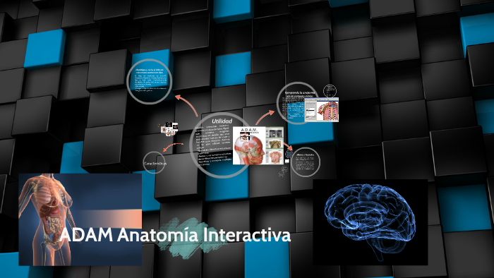 Anatomía Del Software Adam
