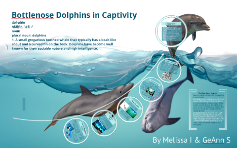 Bottlenose Dolphins in Captivity by Melissa Ignacio on Prezi