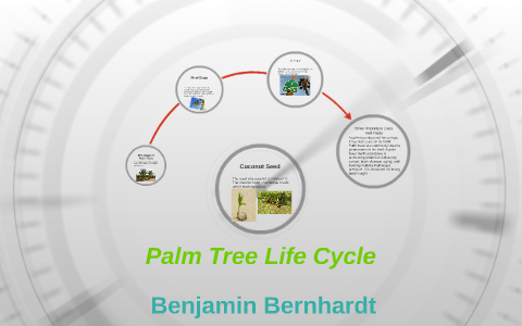 Tree Life Cycles by Benjamin Bernhardt on Prezi