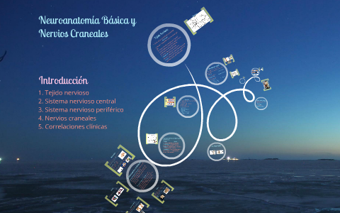 neuroanatomía básica y pares craneales by madelein morales on Prezi