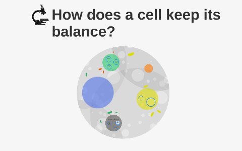 How does water flow through a cell? by Sandy Piccio on Prezi