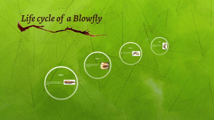 Life cycle of a Blow fly by Alex Peck on Prezi