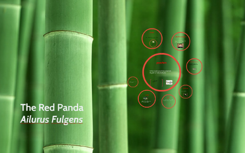 The Red Panda by Nathan Mahan on Prezi