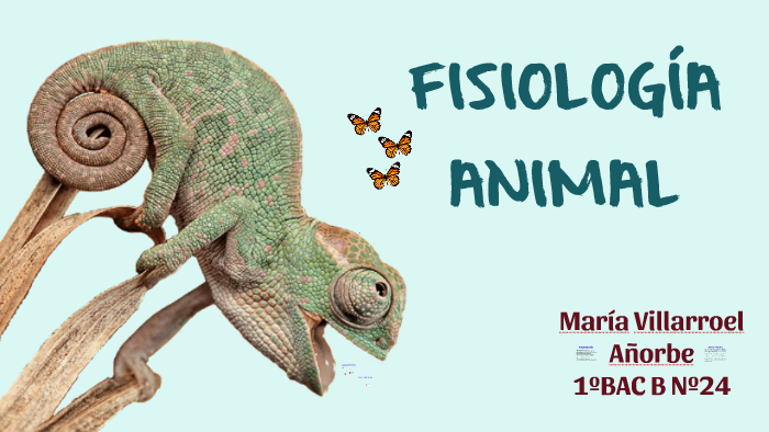 FISIOLOGÍA ANIMAL by María Villarroel on Prezi