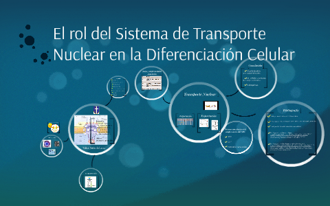 El rol del Sistema de Transporte Nuclear en la Diferenciació by Pamela ...