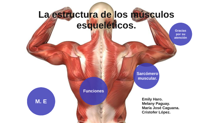 Músculos Esqueléticos. by Emily Haro on Prezi