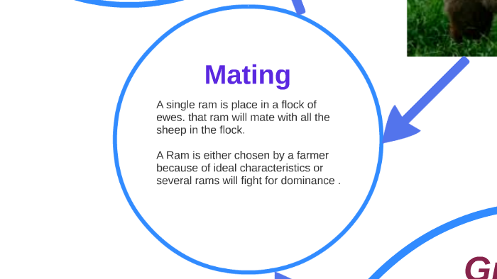 Breeding cycle of a Goat by jemma luscombe on Prezi