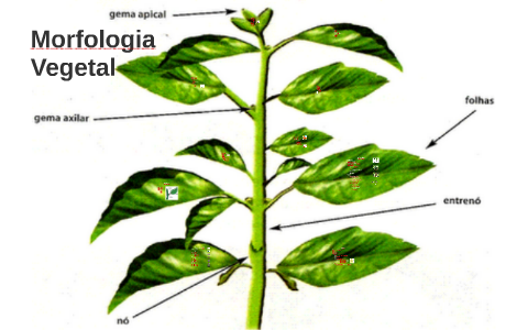 Morfologia Vegetal by