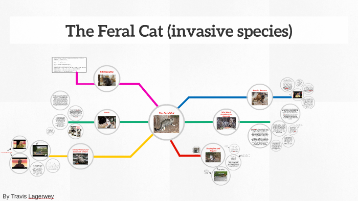 The Feral Cat (invasive species) by Travis Lagerwey on Prezi