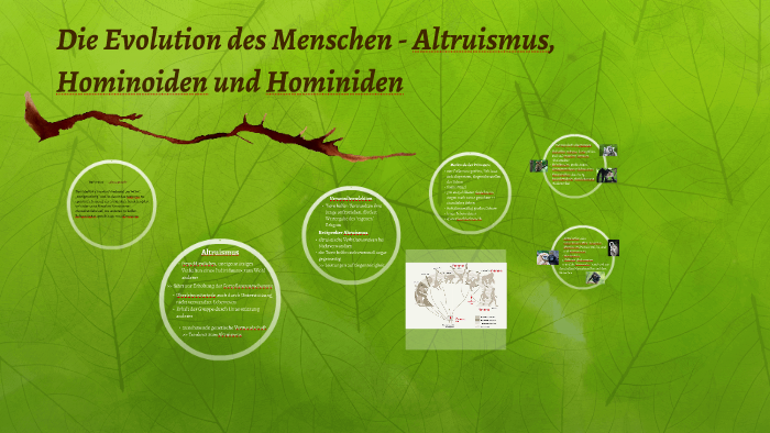 Die Evolution des Menschen - Altruismus, Hominoiden, Hominid by ...