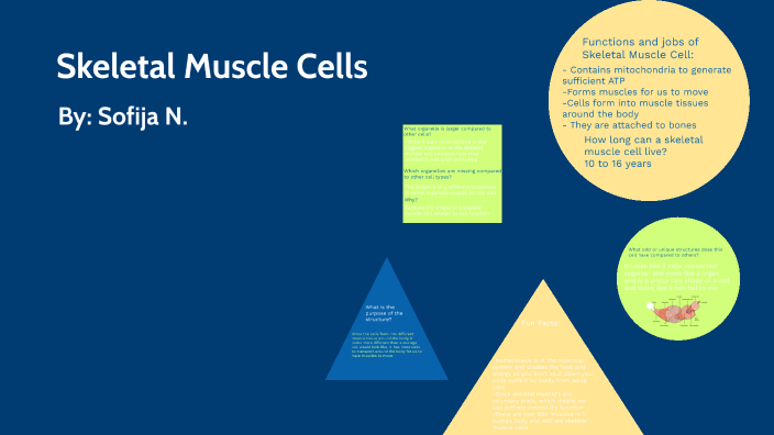 Skeletal Muscle Cell Project by Sofija Nozinic on Prezi