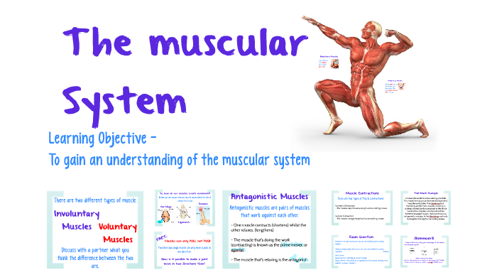 Unit 3 Lesson 2: The Muscular System by Mr Whelan on Prezi