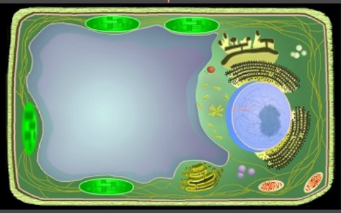 Tulip Cell by Emalie B on Prezi