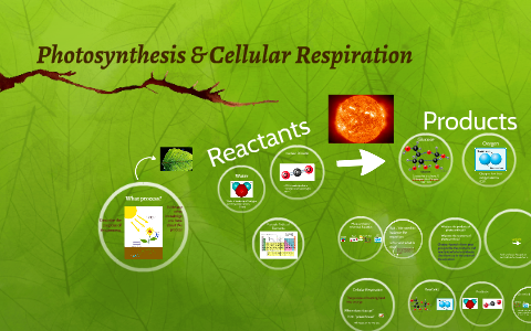 Photosynthesis & Cellular Respiration by on Prezi