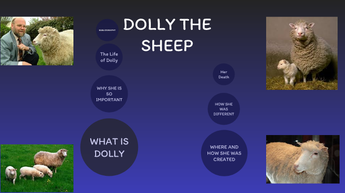 Dolly the Sheep by Thomas Crowley on Prezi