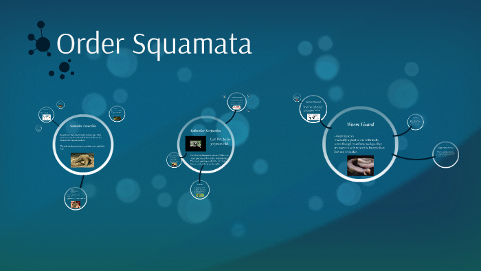Class Squamata by Jacob Vesco on Prezi