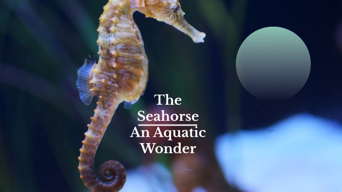 Seahorse Presentation by Felicia Robertson on Prezi