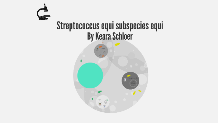 Streptococcus equi ssp equi by Keara Gabrielle on Prezi