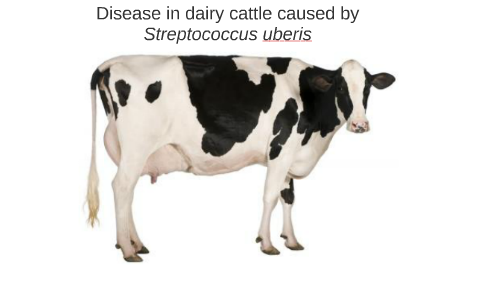 Disease of dairy cattle caused by Streptococcus uberis by boon lim on Prezi