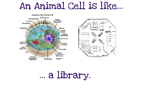 Cell Simile 2 by Ally Emmet on Prezi