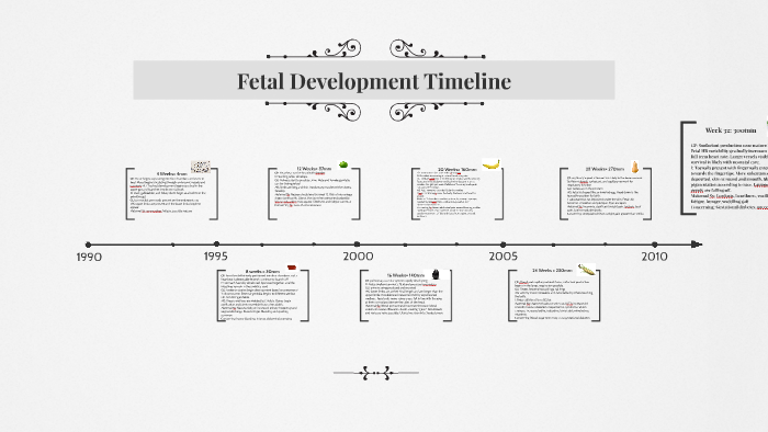 Fetal Development Timeline by Megan Goldberg