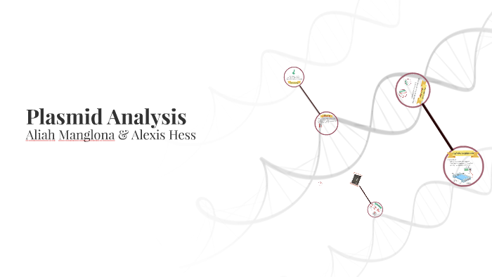 Plasmid Analysis by aliah manglona on Prezi