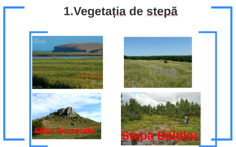 Vegetația de stepă by Radu Mitrica on Prezi