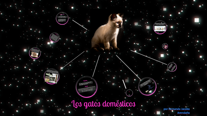Los gatos domésticos by Fernanda Jacobo by Leticia Avendaño on Prezi