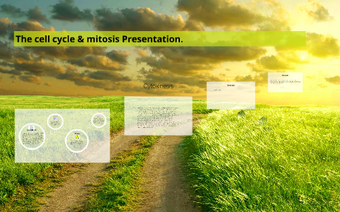 The cell cycle & mitosis PowerPoint by Melina Sanroman on Prezi