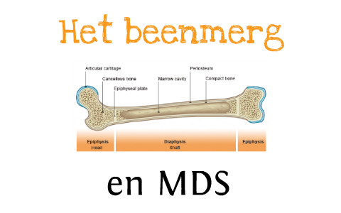 Het beenmerg by bob janssen on Prezi