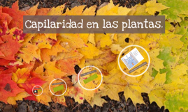 Porque Es Importante La Capilaridad En Las Plantas - Descargar Musica Mp3