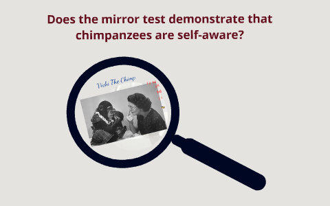 Primate self-awareness by Deborah Marber on Prezi