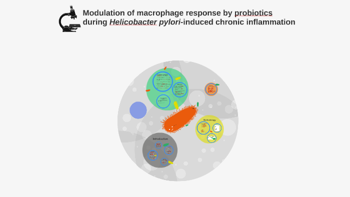 Modulation of macrophage response by probiotics during Helic by Nick Yap Modulation of macrophage response by probiotics during Helic by Nick Yap
