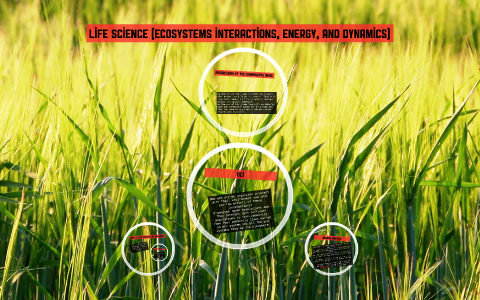 Life Science (Ecosystems interactions, energy, and dynamics) by Emily ...