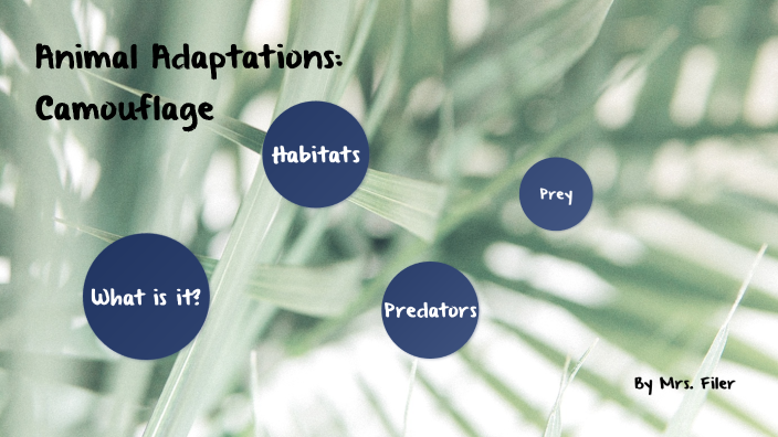 Animal Adaptations Camouflage by Rachael Filer on Prezi