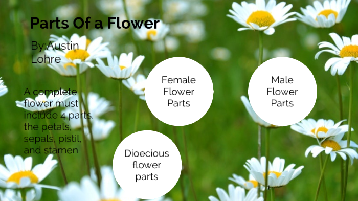 Flower Concept Map by Austin Lohre on Prezi