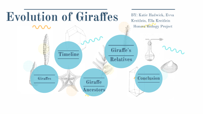 Evolution of Giraffes by Katie Hadwick on Prezi