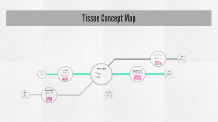 Tissue Concept Map by Emily Gomez on Prezi