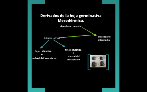 Derivados de la hoja germinativa mesodermica by Alan Cris Simpson on Prezi