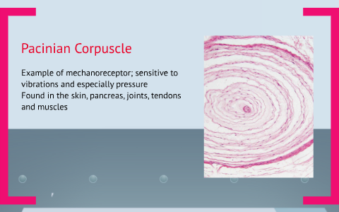 Example of mechanoreceptor; sensitive to vibrations and pres by G B on ...