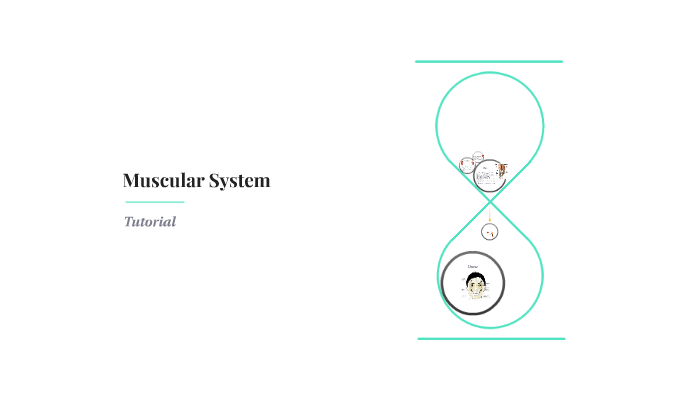 Muscular System by Danielle Westfall on Prezi
