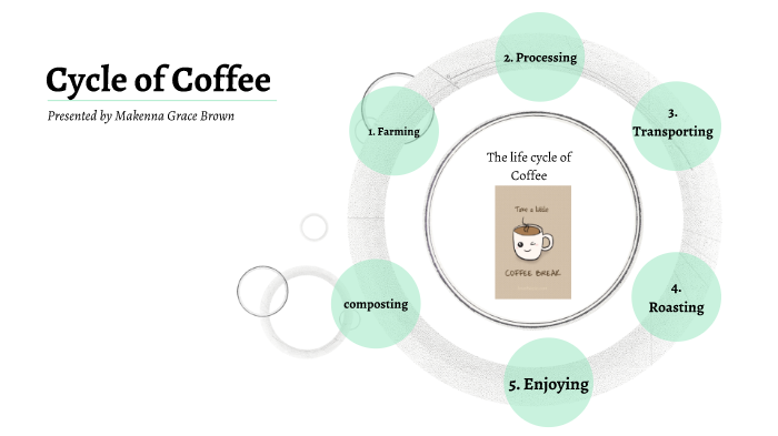 The life cycle of coffee by Makenna Brown on Prezi