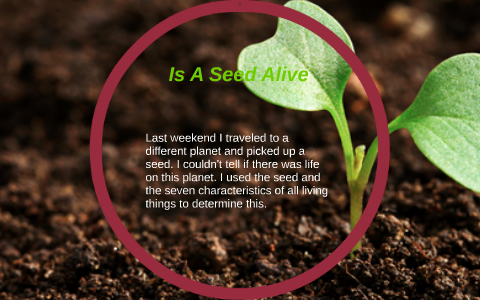 Is A Seed Alive by Caroline Puri on Prezi