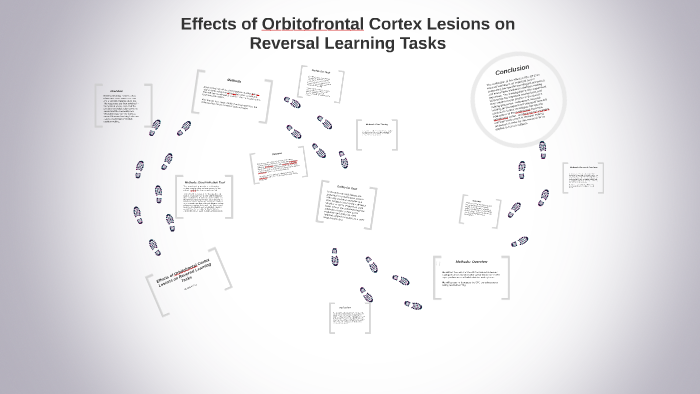 Effects of Orbitofrontal Cortex Lesions on Reversal Learning Tasks by ...