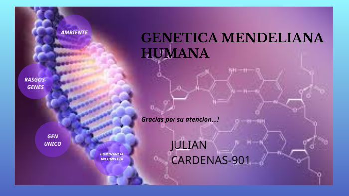 GENETICA MENDELIANA HUMANOS by julian cardenas_S on Prezi