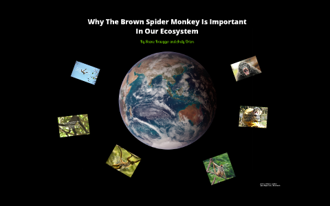 Why The Brown Spider Monkey Is Important In Our Ecosystem. by Shane ...