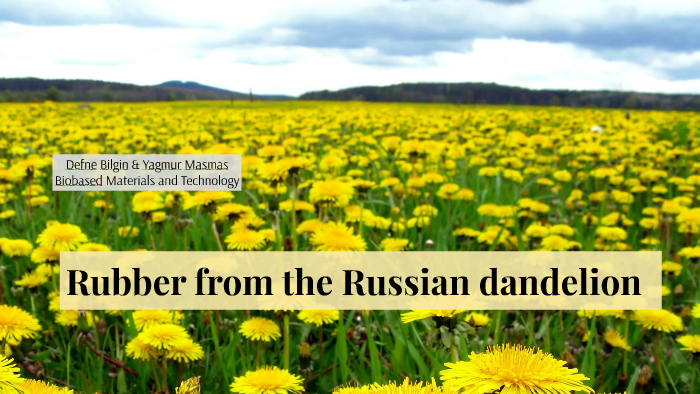 russian dandelion by Yagmur Masmas on Prezi